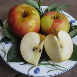 Anna Apple Tree • Just Fruits and Exotics