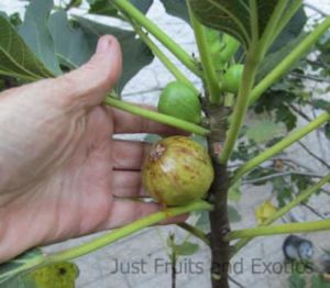 Alma Fig Tree • Just Fruits and Exotics