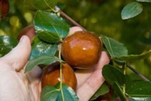 Li Jujube Tree • Just Fruits and Exotics