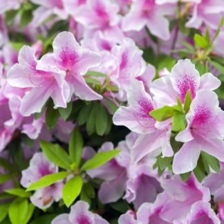 George Taber Azalea Bush (White & Pink) • Just Fruits and Exotics