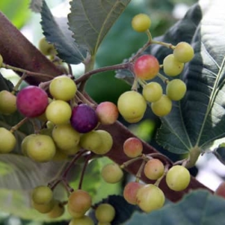 Sherbet Berry Tree • Just Fruits and Exotics