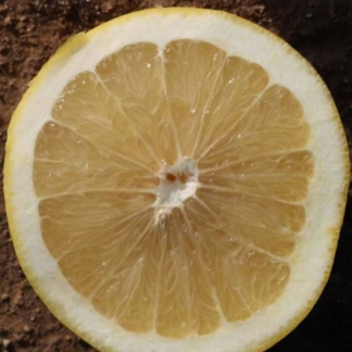 Marsh White Grapefruit Tree • Just Fruits and Exotics