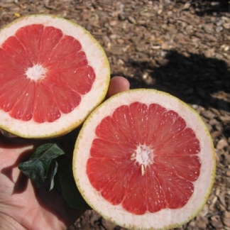 Rio Red Grapefruit Tree • Just Fruits and Exotics