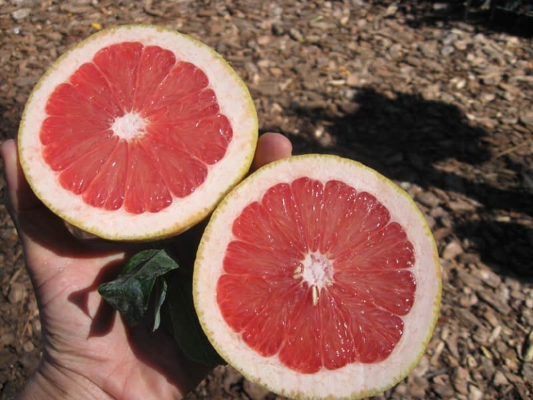 Rio Red Grapefruit Tree • Just Fruits and Exotics