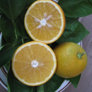 Hamlin Orange Tree — Just Fruits and Exotics