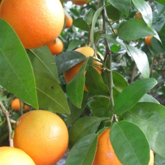 Minneola “Honeybell” Tangelo Tree • Just Fruits and Exotics