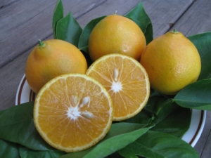 Minneola “Honeybell” Tangelo Tree • Just Fruits and Exotics