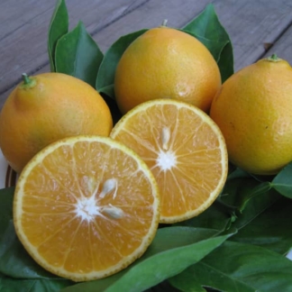 Minneola “Honeybell” Tangelo Tree - Just Fruits and Exotics