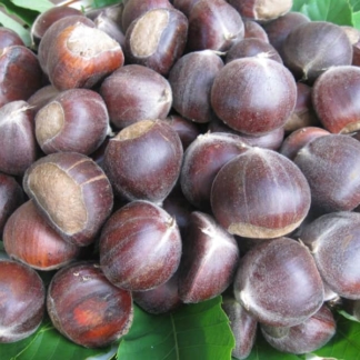Dunstan Hybrid Chestnut Tree • Just Fruits and Exotics
