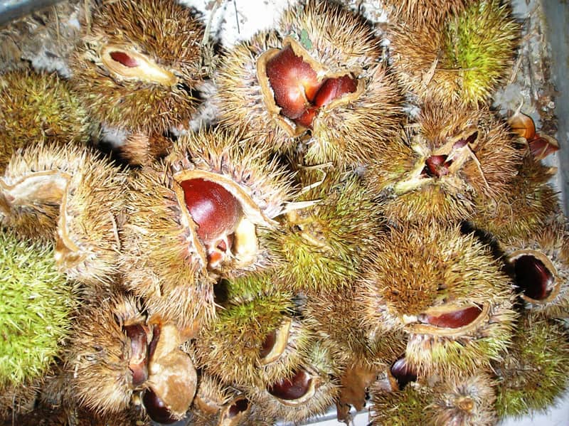 Dunstan Hybrid Chestnut Tree • Just Fruits and Exotics