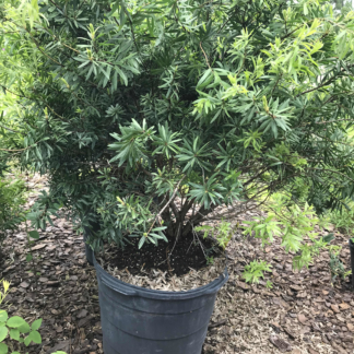 Red Cluster Bottlebrush Tree • Just Fruits and Exotics