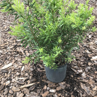 Red Cluster Bottlebrush Tree • Just Fruits and Exotics