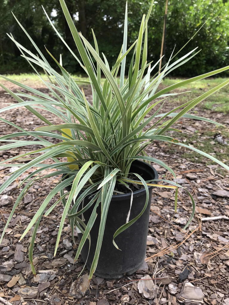 Aztec Grass — Just Fruits and Exotics