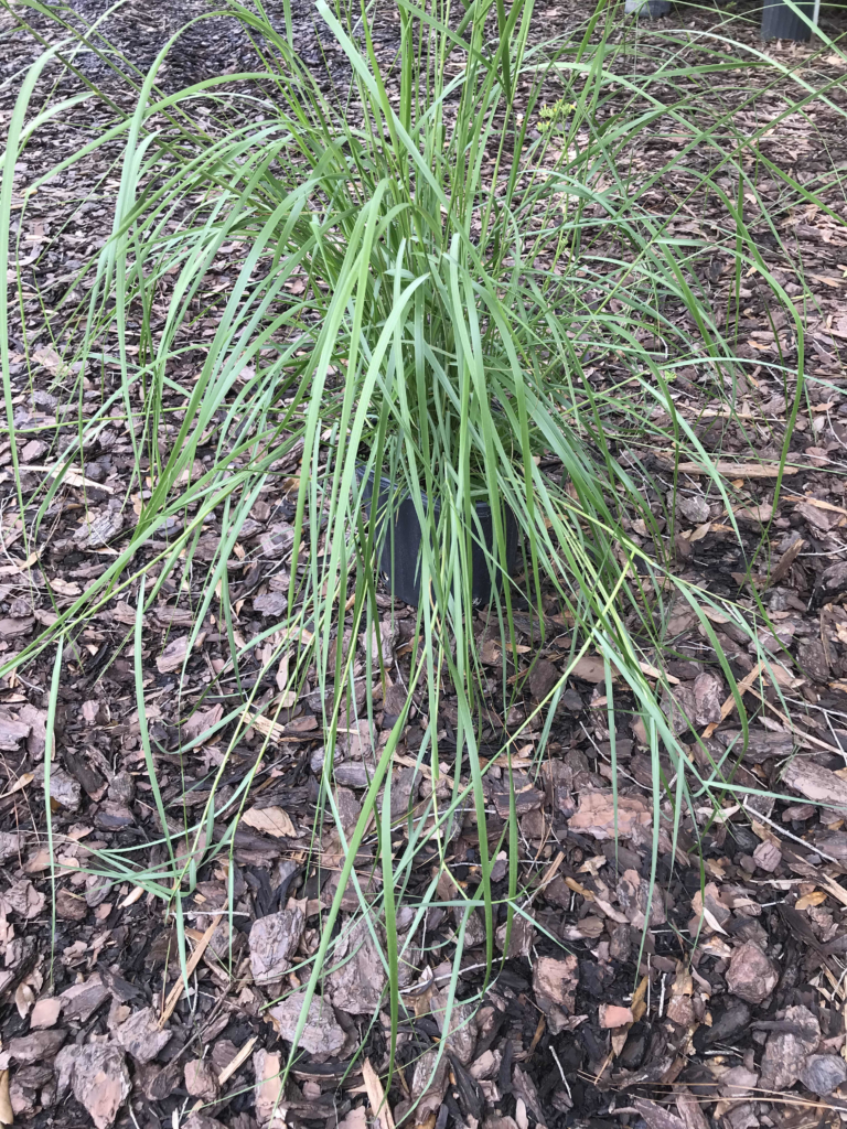 Sand Cord Grass - Just Fruits and Exotics