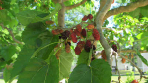 Callie’s Delight Contorted Mulberry Tree • Just Fruits and Exotics