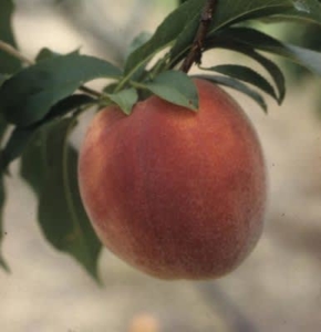 Flordacrest Peach Tree • Just Fruits and Exotics