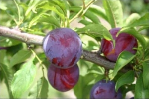 Gulf Ruby Plum Tree • Just Fruits and Exotics