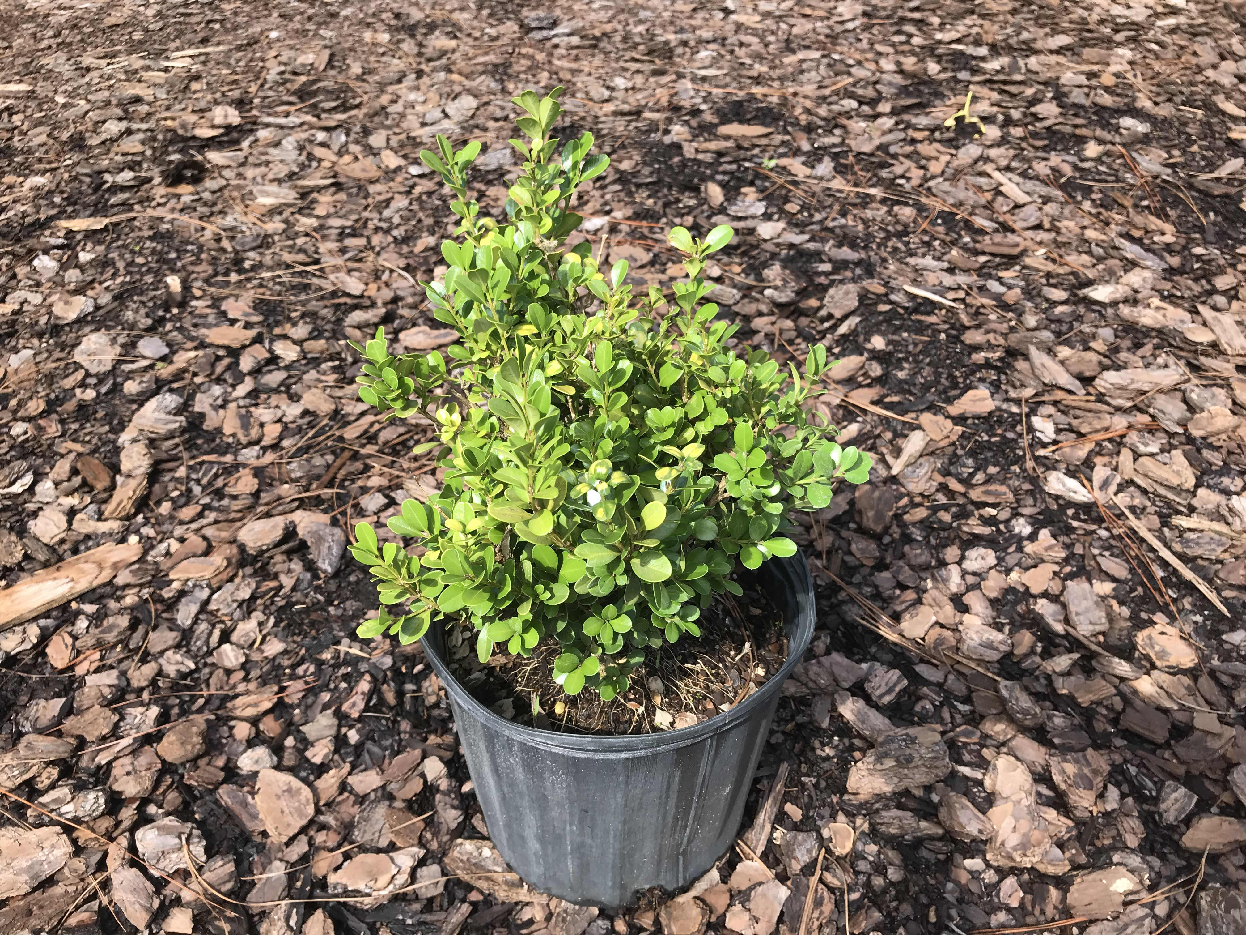 Japanese Boxwood Evergreen Shrub • Just Fruits and Exotics