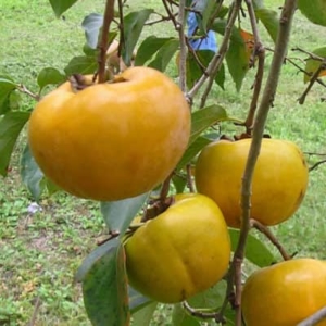 Lindy’s Giant Persimmon Tree • Just Fruits and Exotics