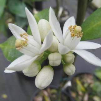 Orlando Tangelo Tree - Just Fruits and Exotics