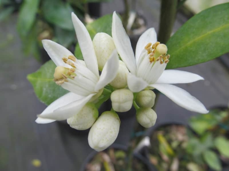 Orlando Tangelo Tree • Just Fruits and Exotics