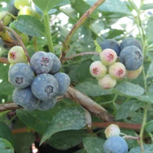 Premier Blueberry Bush “Rabbiteye” • Just Fruits and Exotics