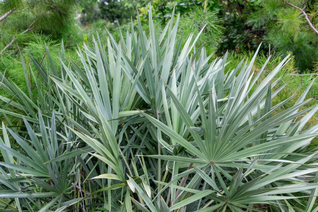 Silver Saw Palmetto — Just Fruits and Exotics
