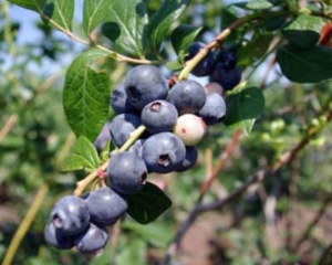 Springhigh Blueberry Bush “Southern Highbush” • Just Fruits and Exotics