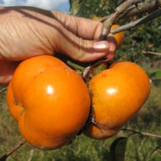 Tam Kam Persimmon Tree • Just Fruits and Exotics