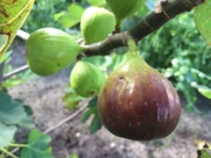 Texas Everbearing Fig Tree • Just Fruits and Exotics
