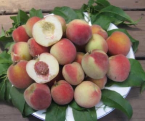 Tropic Snow Peach Tree • Just Fruits and Exotics