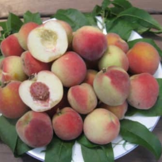 Tropic Snow Peach Tree • Just Fruits and Exotics