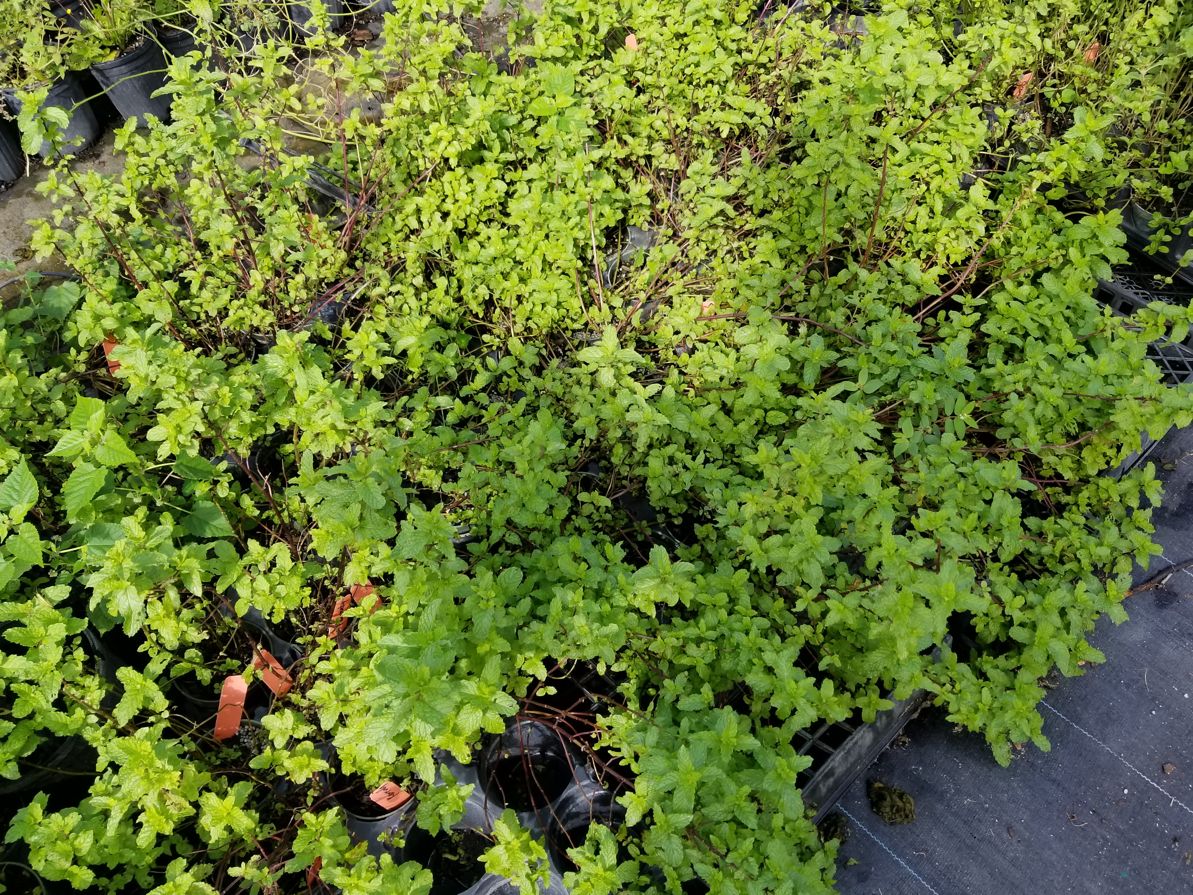 Kentucky Colonel Mint Plant • Just Fruits and Exotics