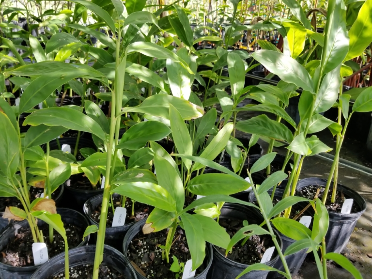 Thai Ginger Plant • Just Fruits and Exotics