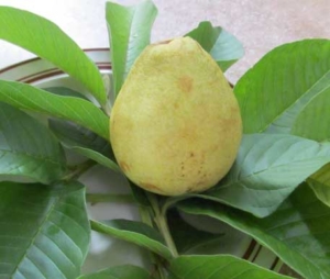 Peruvian White Tropical Guava Tree • Just Fruits and Exotics