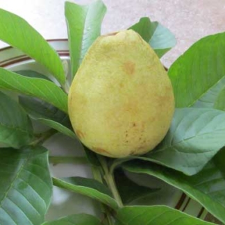 Peruvian White Tropical Guava Tree • Just Fruits and Exotics