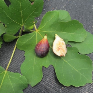 Nero Fig Tree • Just Fruits and Exotics