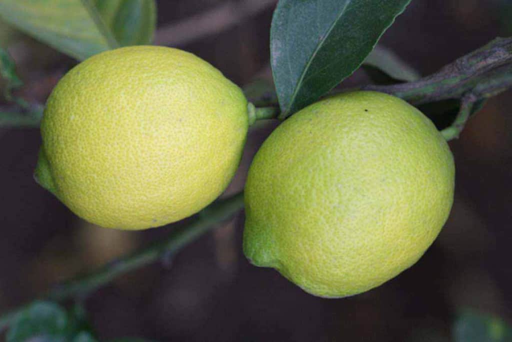 Eureka Lemon Tree • Just Fruits and Exotics