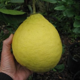 Ponderosa Lemon Tree • Just Fruits and Exotics
