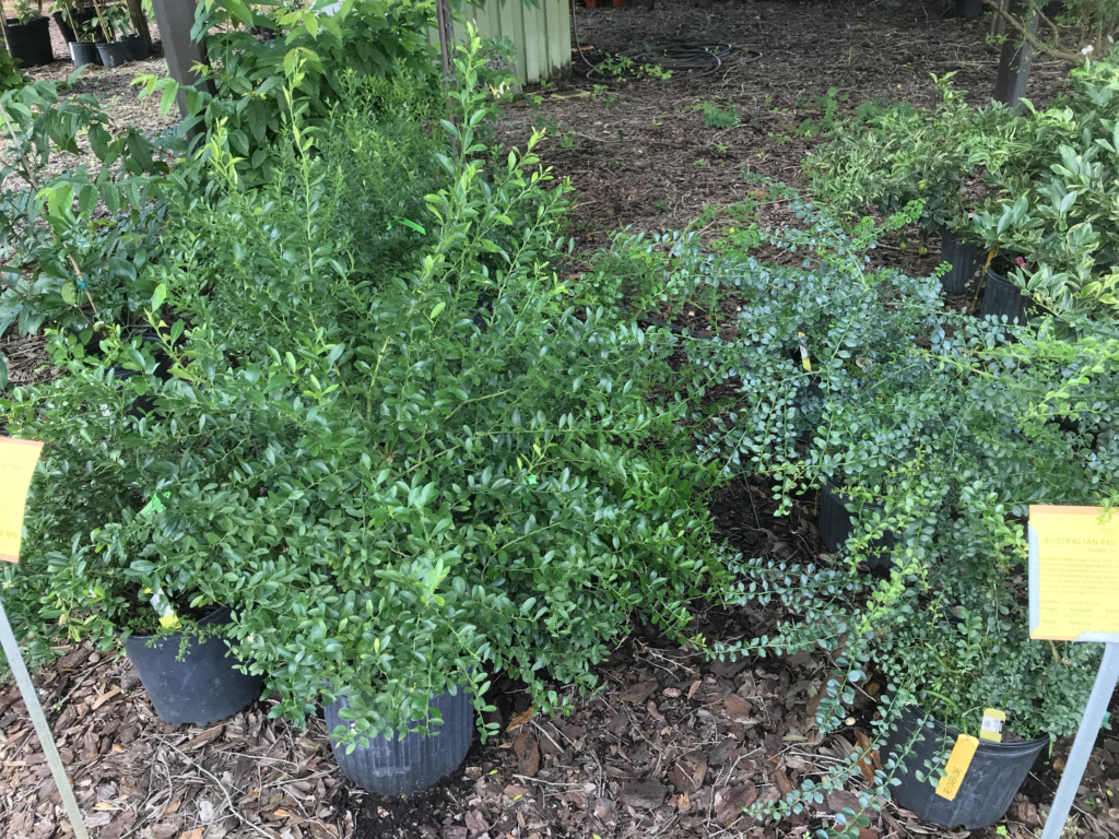 Australian Red Finger Lime Tree — Just Fruits and Exotics