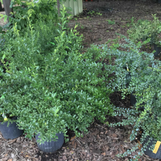 Australian Red Finger Lime Tree • Just Fruits and Exotics