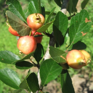 Reliable Mayhaw Tree - Just Fruits and Exotics