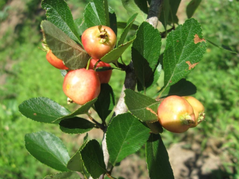 Reliable Mayhaw Tree • Just Fruits and Exotics