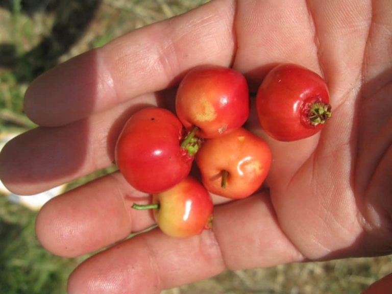 Georgia Gem Mayhaw Tree • Just Fruits and Exotics