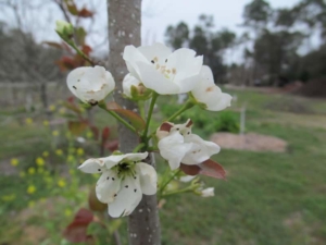 Pineapple Hard Pear Tree • Just Fruits and Exotics