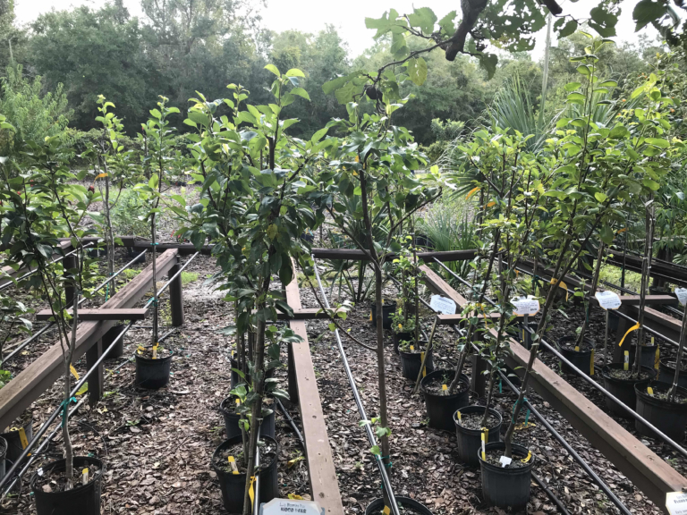 Pineapple Hard Pear Tree • Just Fruits and Exotics