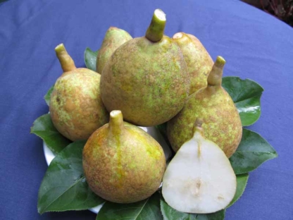 Ya Li Asian Pear Tree • Just Fruits and Exotics