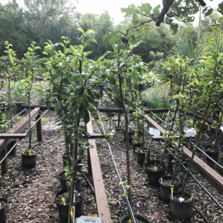 Ya Li Asian Pear Tree • Just Fruits and Exotics