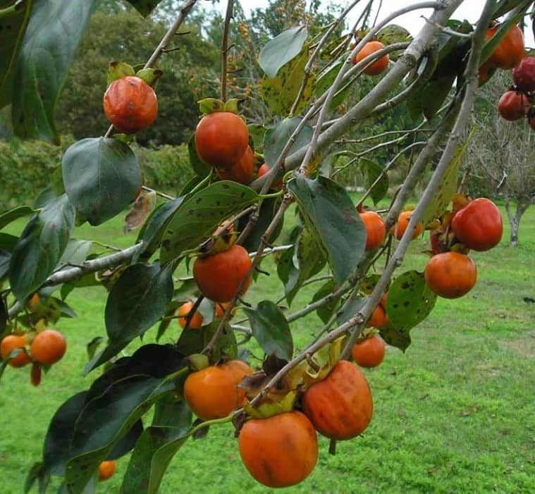 Honan Red Persimmon Tree • Just Fruits and Exotics