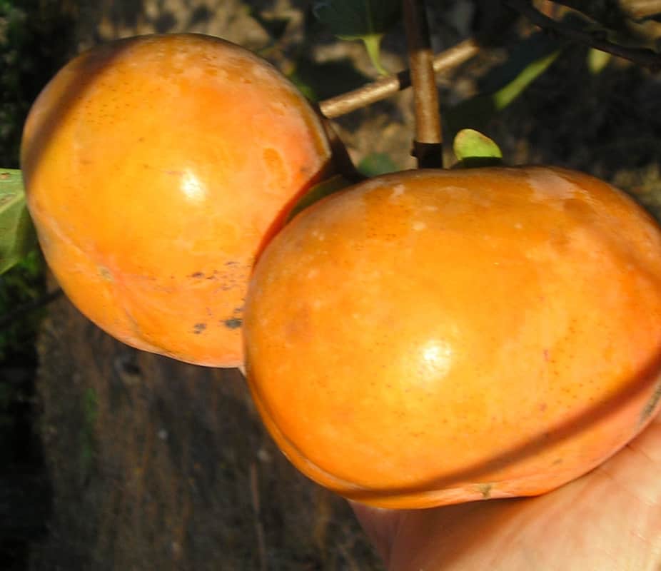 Maekawa-Jiro Persimmon Tree • Just Fruits and Exotics